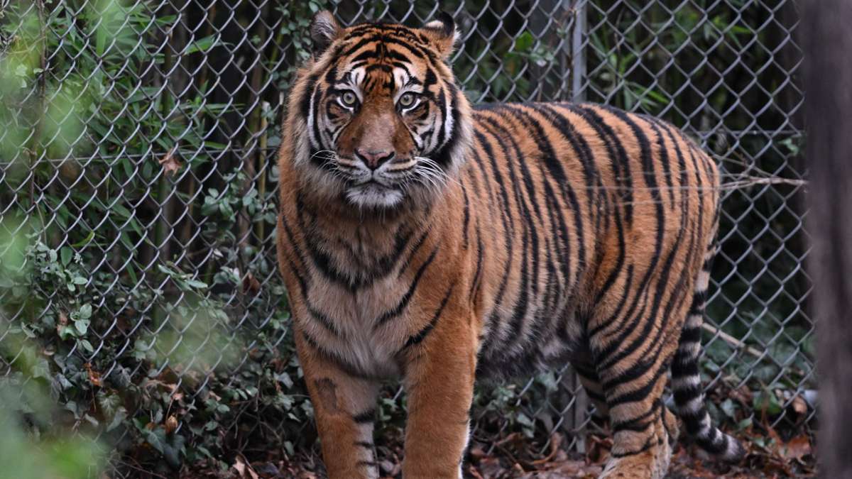 Vietnam: 47 Tiger durch Vogelgrippe in Zoo gestorben - Panorama