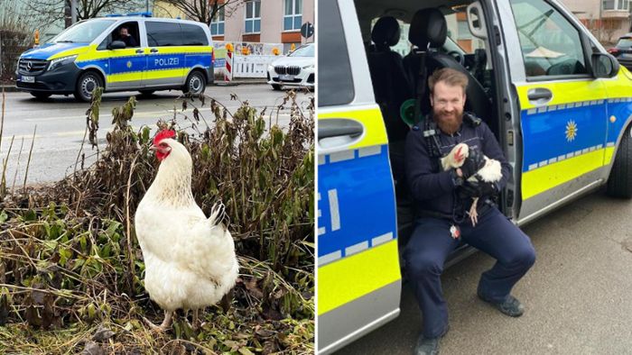Huhn zeigt sich kooperativ: Stuttgarter Polizei rettet Huhn – zum Dank ...