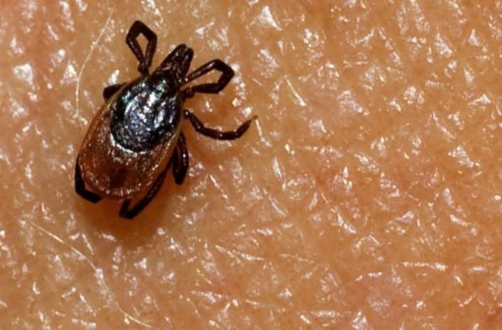 Borreliose Bei Kindern