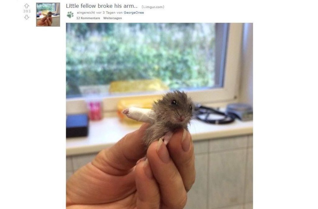 Reddit-Foto: Mini-Hamster mit Gips-Bein verzaubert das Netz - News