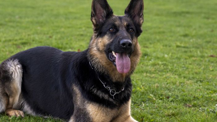 Ostalbkreis: Schäferhunde töten Bulldogge beim Gassigehen - Baden ...