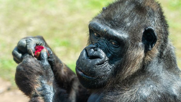 Gorilla-News aus der Wilhelma: Patenschaft für Affen-Uroma - Stuttgart