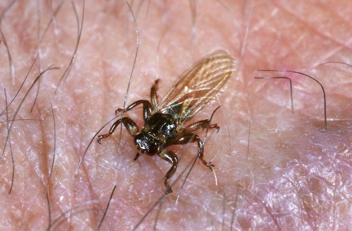 Was Ist Die Hirschlausfliege Was Ist Die Hirschlausfliege